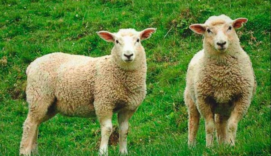 En 2017, creció la producción de ovejas gracias a las políticas de la ...